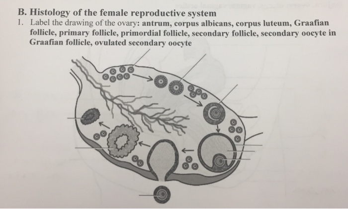 Graafian Follicle Histology Labeled