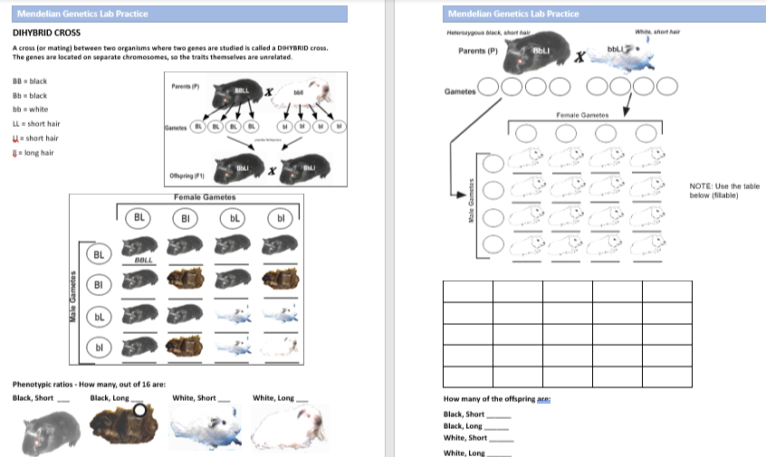 Solved Mendelian Genetics Lab Practice Mendelian Genetics | Chegg.com