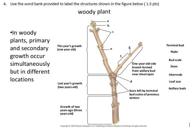 Solved 4. Use the word bank provided to label the structures | Chegg.com