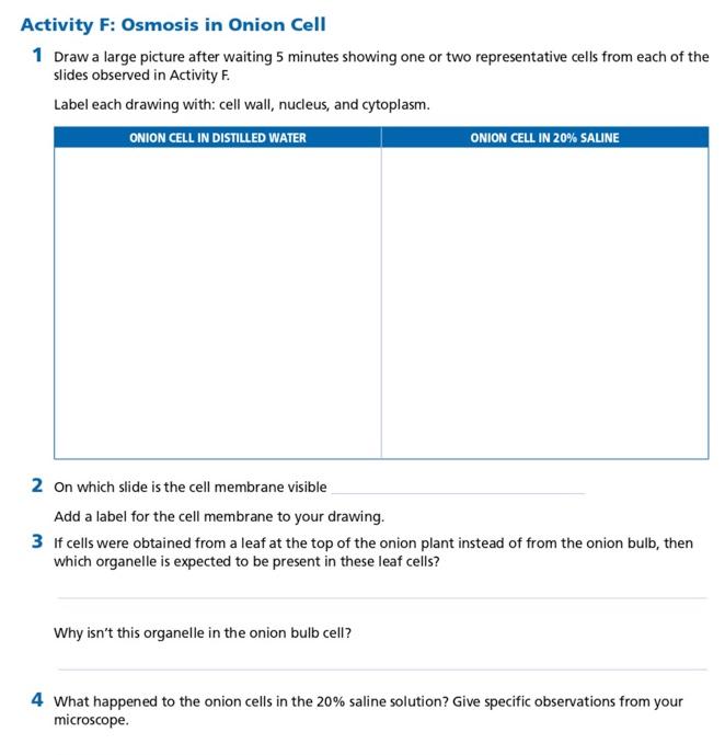 Solved Activity F: Osmosis in Onion Cell 1 Draw a large | Chegg.com