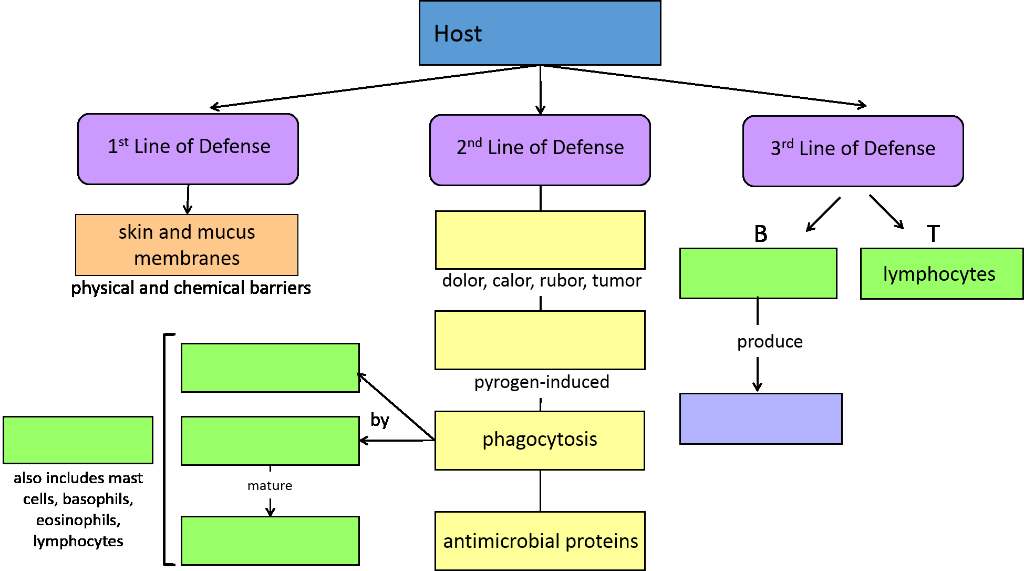 Solved Drag and drop the labels into the correct empty boxes | Chegg.com
