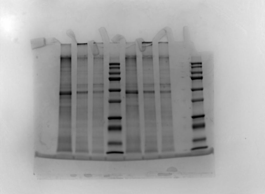 Solved Prepare a clearly annotated gel photo which includes | Chegg.com