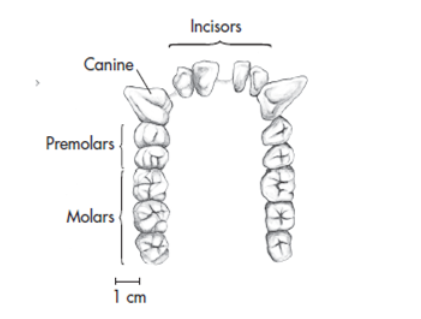 Solved Incisors Canine Premolars Molars 1 cm Examine the | Chegg.com