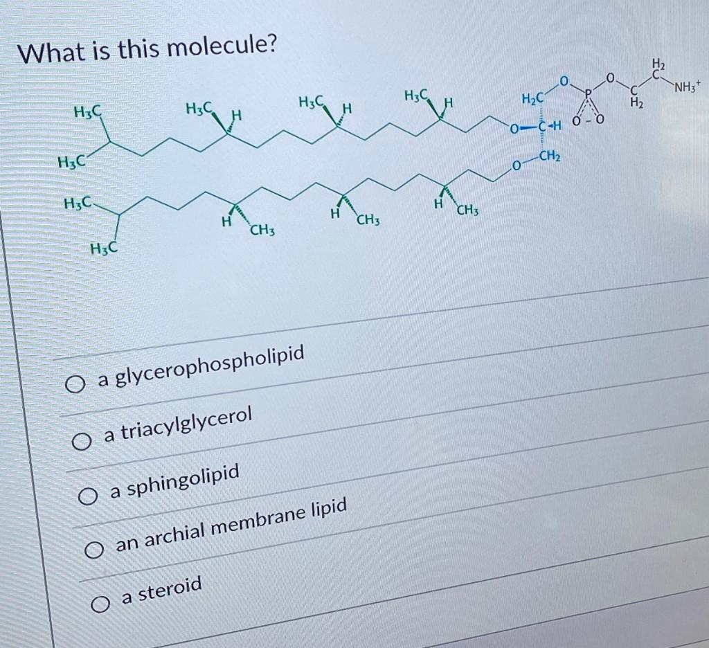 Solved What is this molecule? H2 NH3 H3C HC H2C H3C НЫС H2 H | Chegg.com