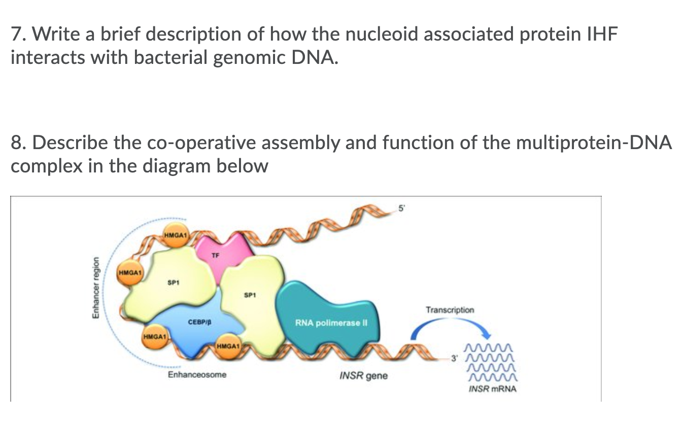 Solved 7. Write a brief description of how the nucleoid | Chegg.com