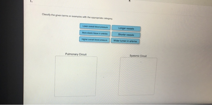 Solved Classify The Given Terms Or Examples With The 6077