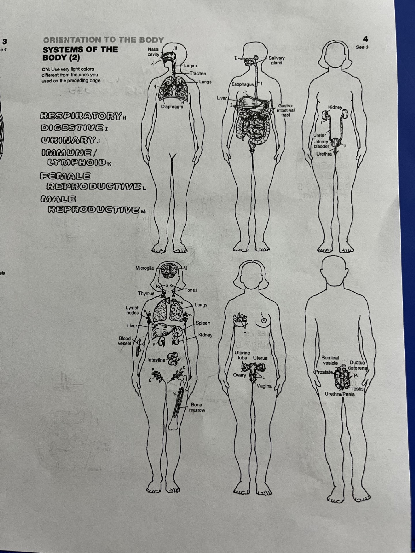 Solved Plate 4, Systems of the Body (2): circle the body | Chegg.com