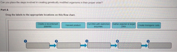 Solved Can you place the steps involved in creating | Chegg.com Solved Can you place the steps involved in creating | Chegg.com