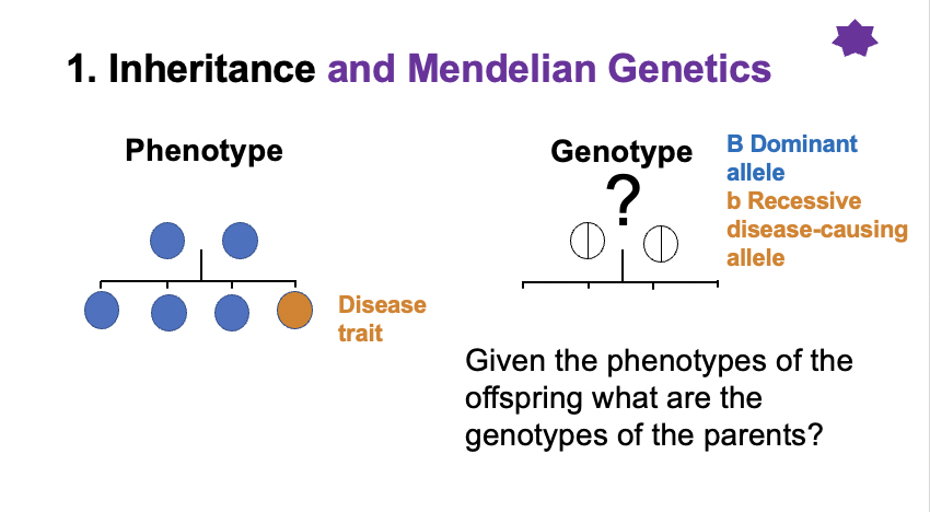 Solved Under Mendelian Inheritance if there is a | Chegg.com