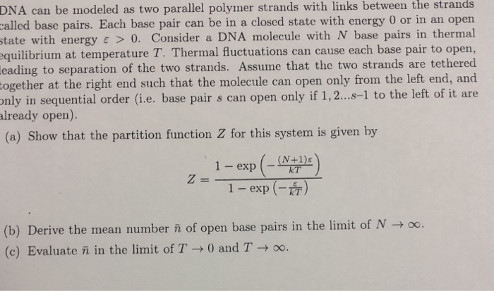 Solved the strands DNA can be modeled as two parallel | Chegg.com