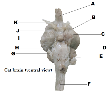 Solved 20 A А B C Q P D -E F -G H o N J -K M Cat brain | Chegg.com