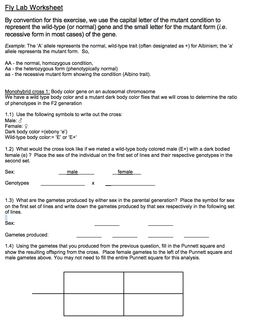 Solved Fly Lab Worksheet By convention for this exercise, we | Chegg.com