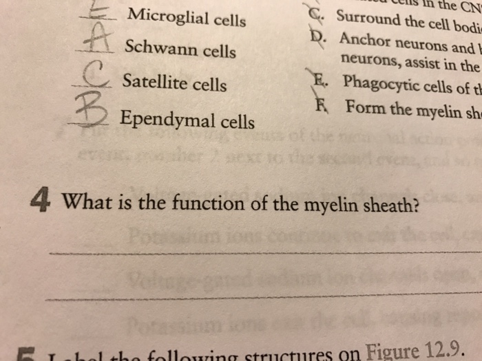 Solved What is the function of the myelin sheath? | Chegg.com