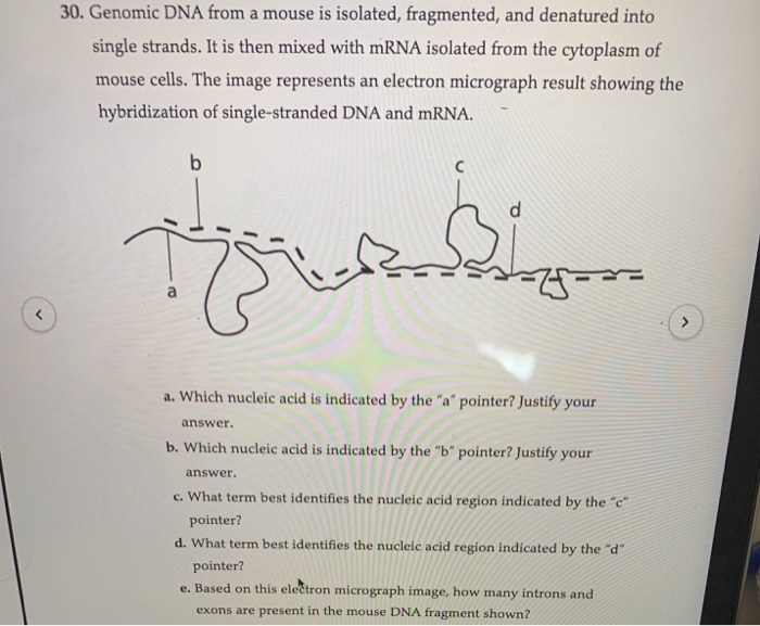 Solved 30. Genomic DNA from a mouse is isolated, fragmented, | Chegg.com