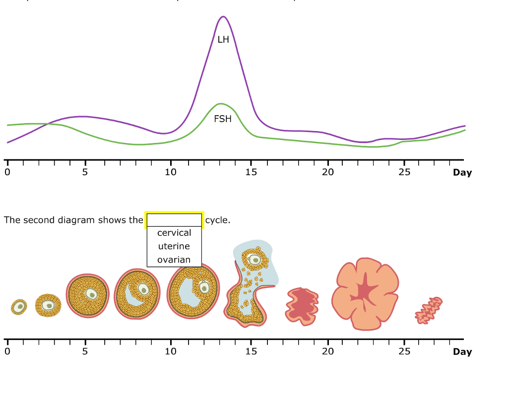 Solved /. Female reproductive cycle Aa Aa In human females, | Chegg.com
