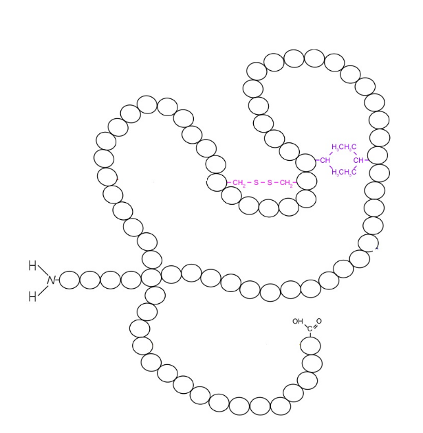 Solved Determine all the Interactions that stabilize the | Chegg.com