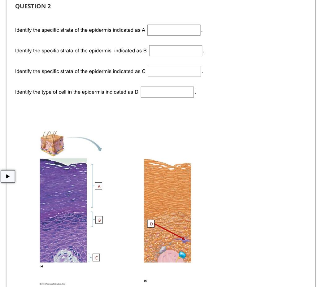 Solved QUESTION 1 Identify the layer of the skin indicated | Chegg.com
