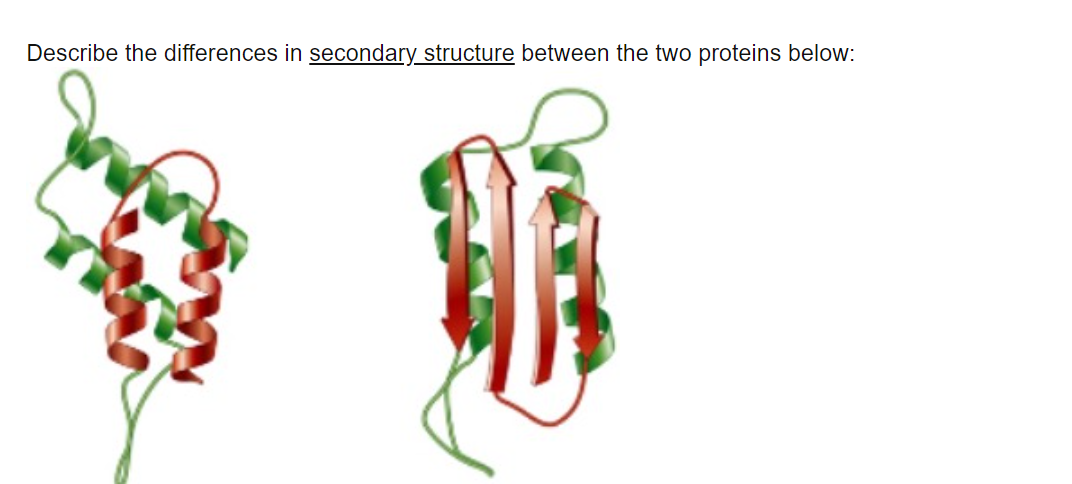 Solved Describe the differences in secondary structure | Chegg.com