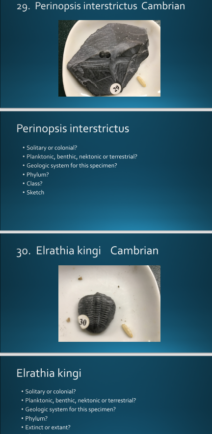 Solved 29. Perinopsis interstrictus Cambrian Perinopsis | Chegg.com