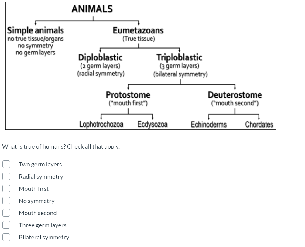 Solved ANIMALS Simple animals no true tissue/organs no | Chegg.com