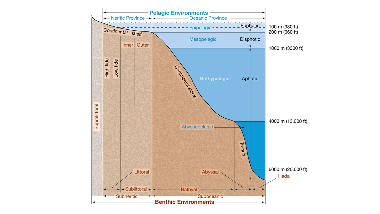 Solved In the figure below on oceanic biozones, the vast | Chegg.com