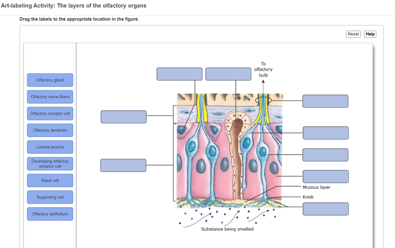 Solved Art-labeling Activity: The layers of the olfactory | Chegg.com