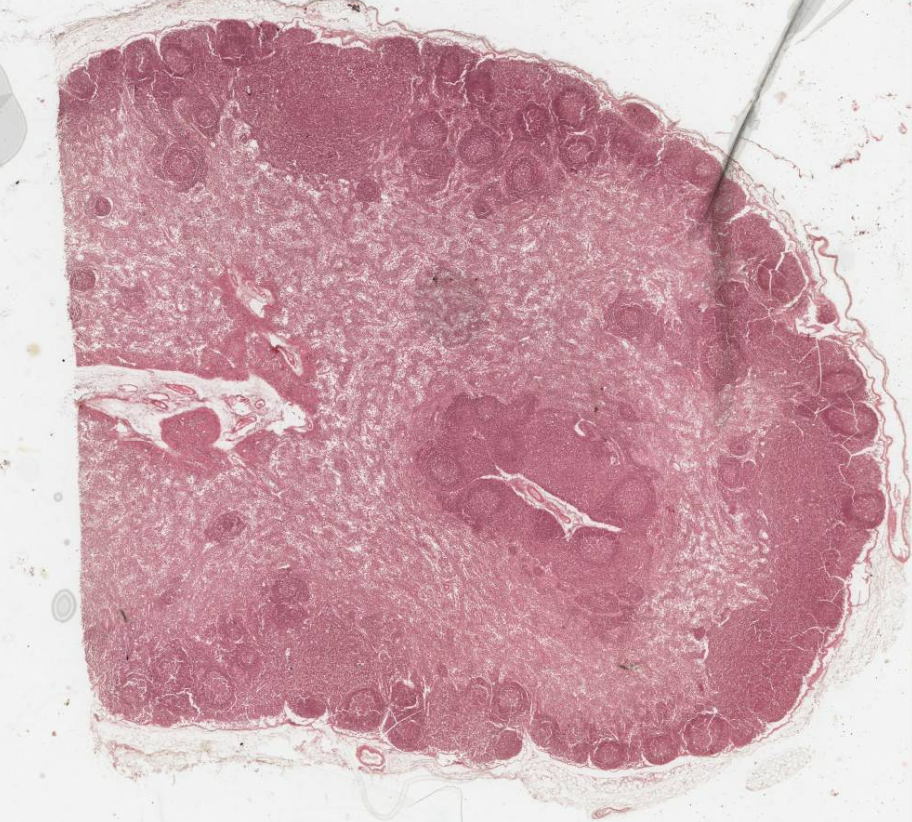 Solved (i) Describe how the microscopic structure of the | Chegg.com