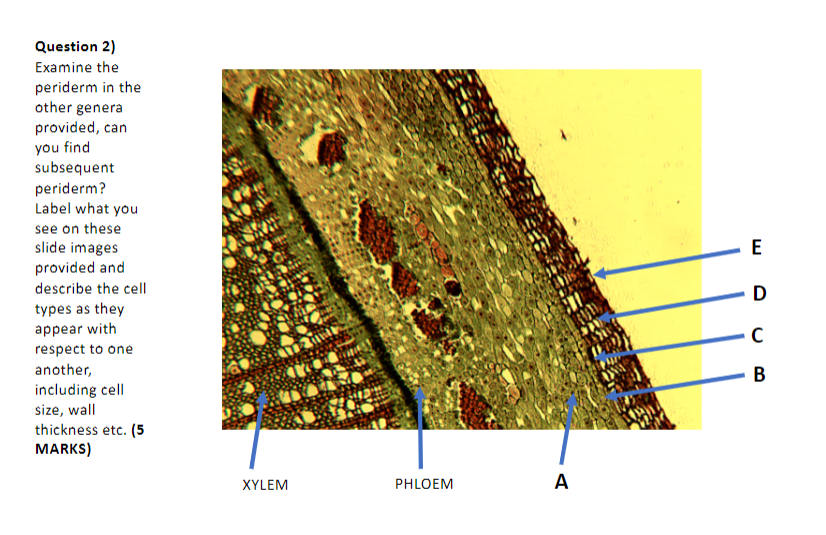 Solved Question 2) Examine the periderm in the other genera | Chegg.com