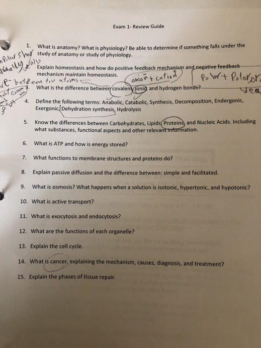 Solved Exam 1- Review Guide 1. What is anatomy? What is | Chegg.com
