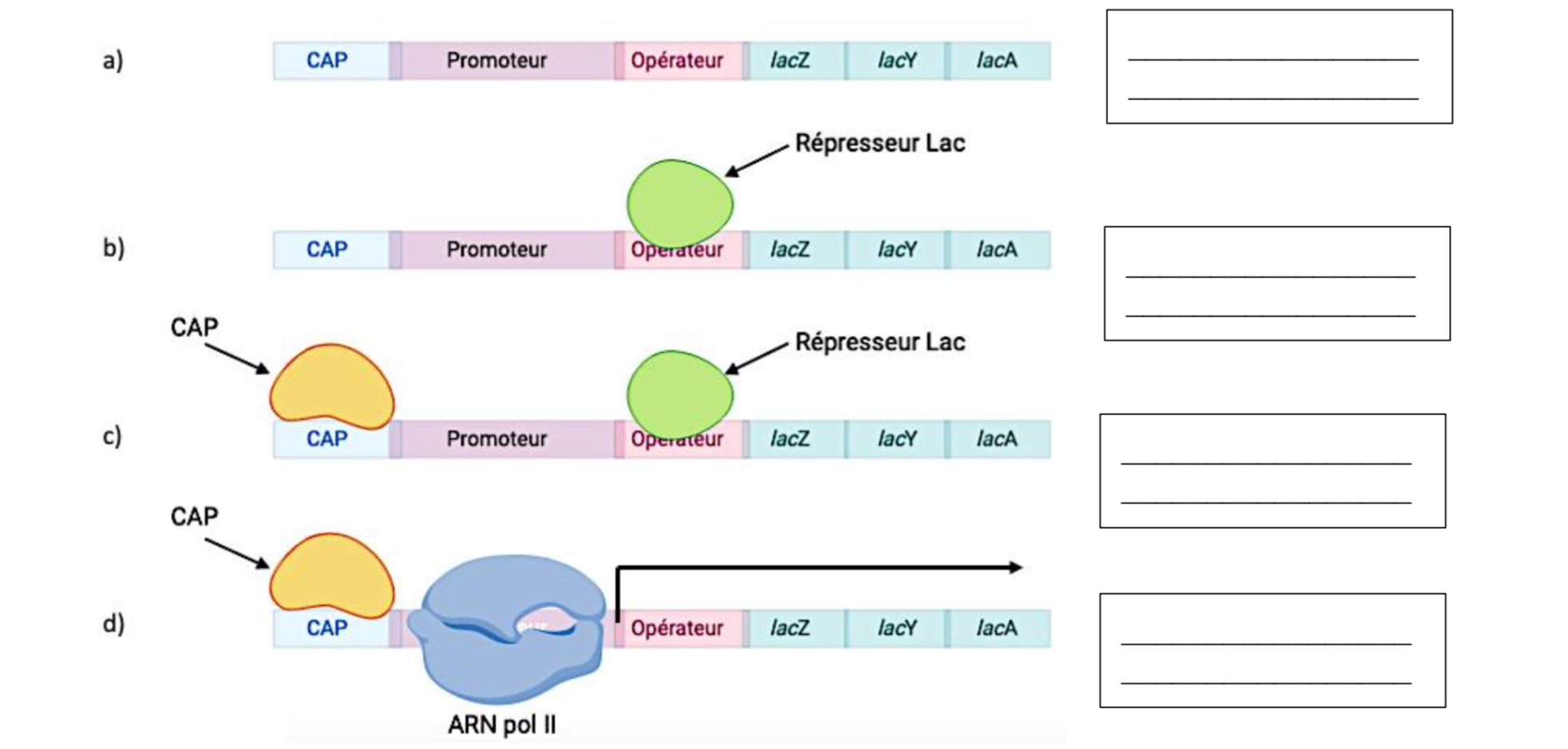 Solved In the figure below, the CAP activator protein and | Chegg.com