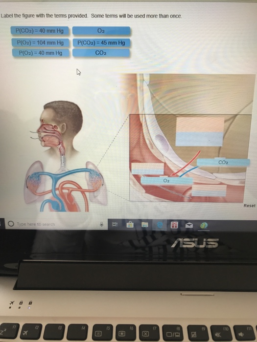 Solved Label the figure with the terms provided. Some terms | Chegg.com