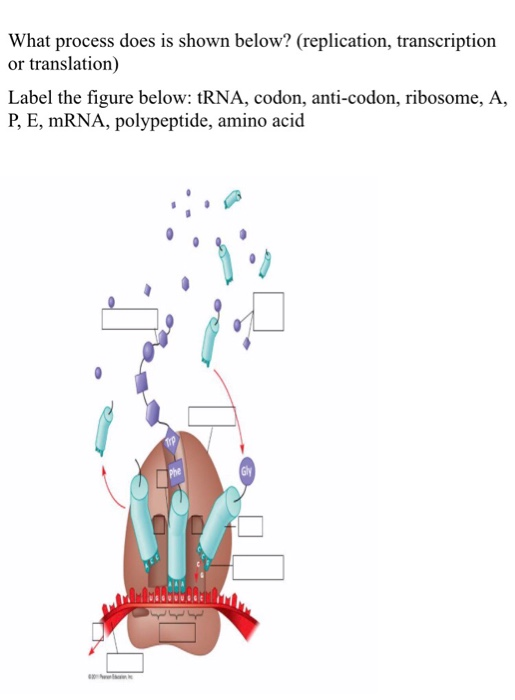 Solved What process does is shown below? (replication, | Chegg.com