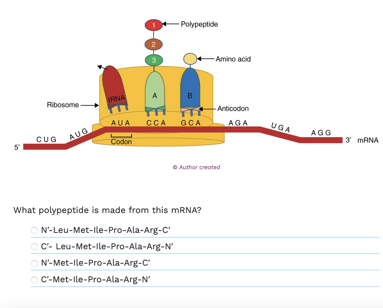 Solved #10 ﻿helpWhat polypeptide is made from this mRNA? | Chegg.com