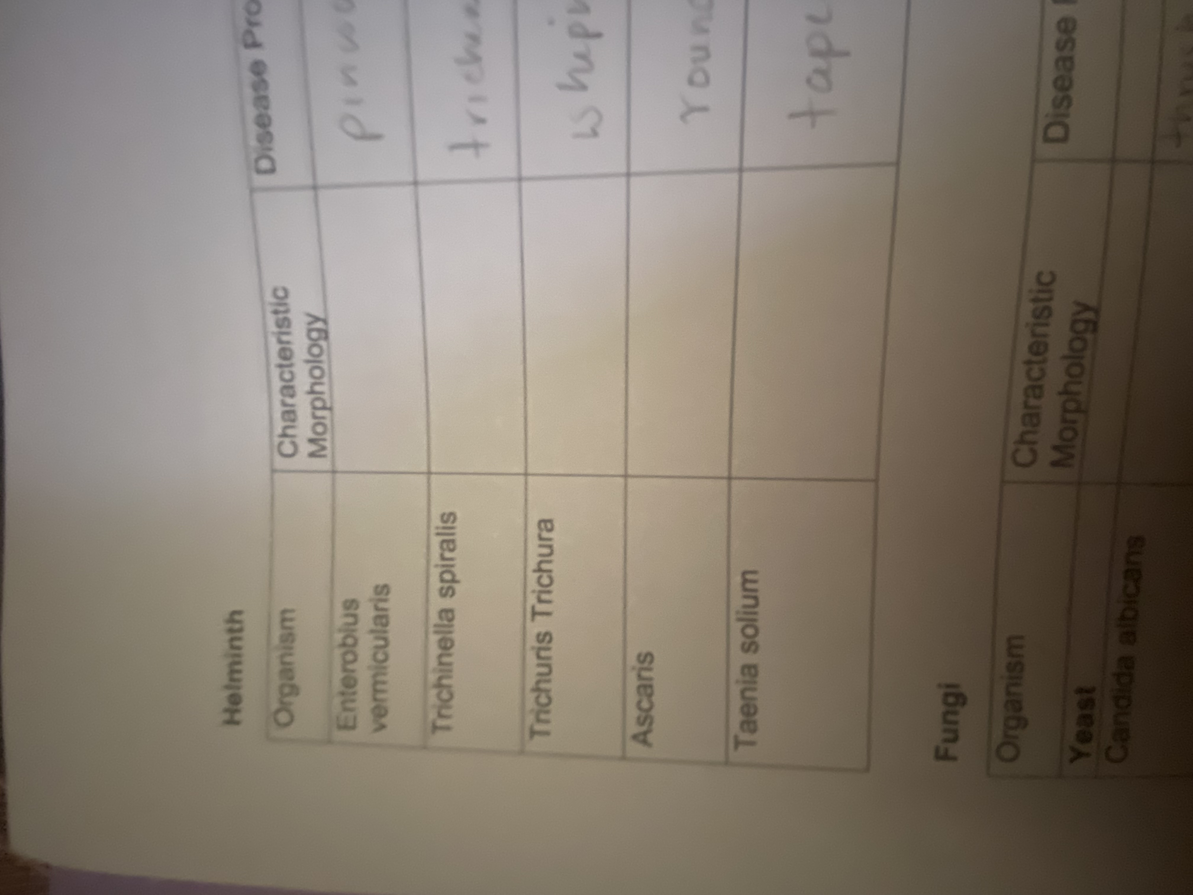 Solved Fungi Fungi | Chegg.com