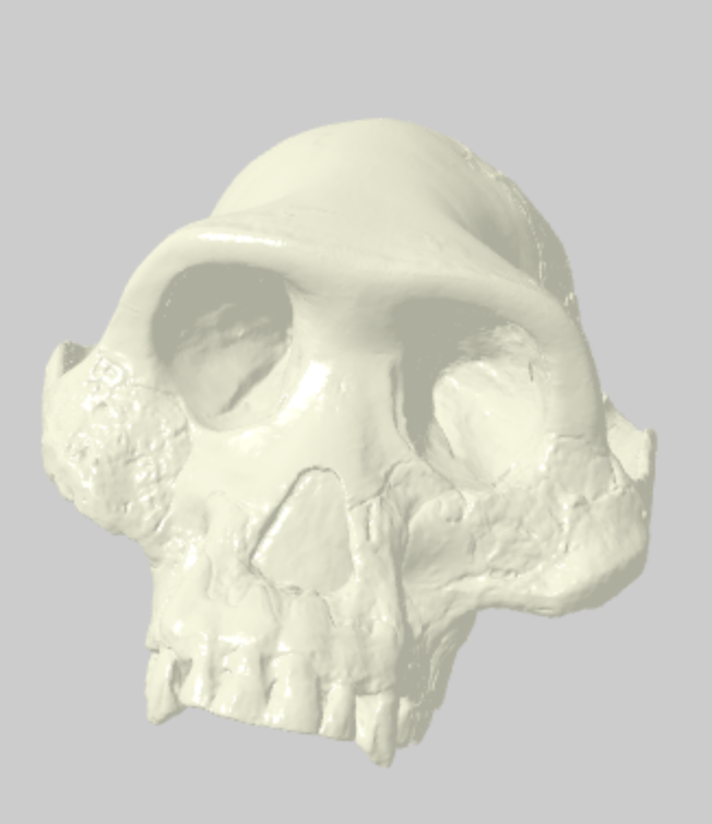 Australopithecus Afarensis Skull Labeled