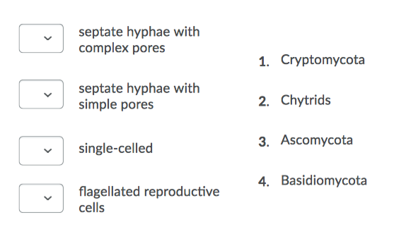 Solved septate hyphae with complex pores 1. Cryptomycota | Chegg.com