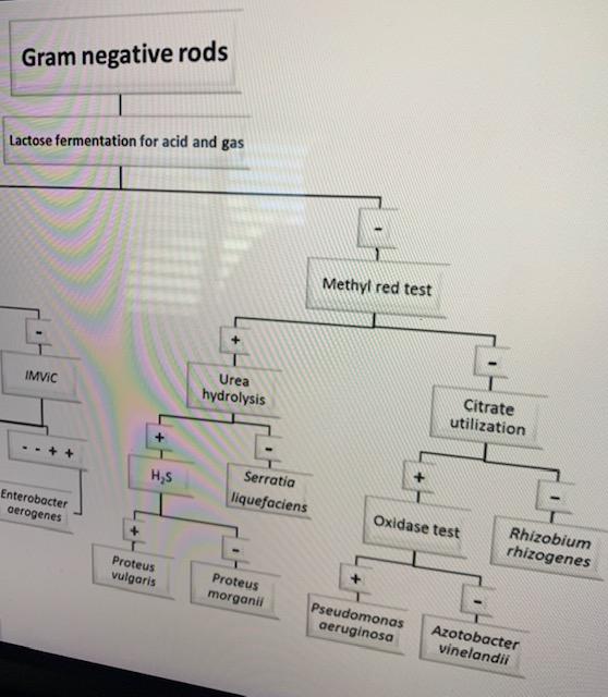 Solved Gram negative rods Lactose fermentation for acid and | Chegg.com