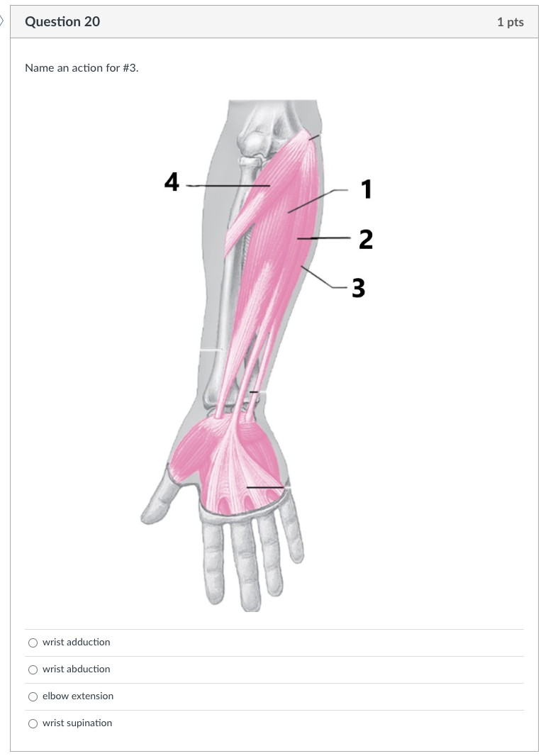 Solved Name an action for \#3. wrist adduction wrist | Chegg.com