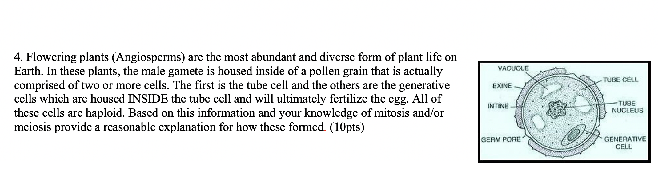 Solved VACUOLE TUBE CELL EXINE 4. Flowering plants | Chegg.com