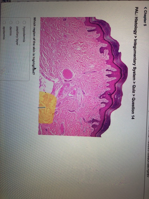 Solved Chapter 5 PAL: Histology Integumentary System>Qulz | Chegg.com