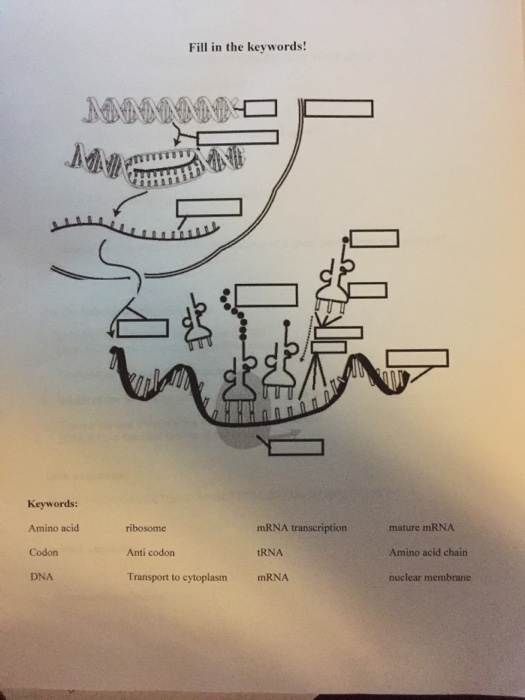 Solved Transcription/translation worksheet 1. Name the | Chegg.com