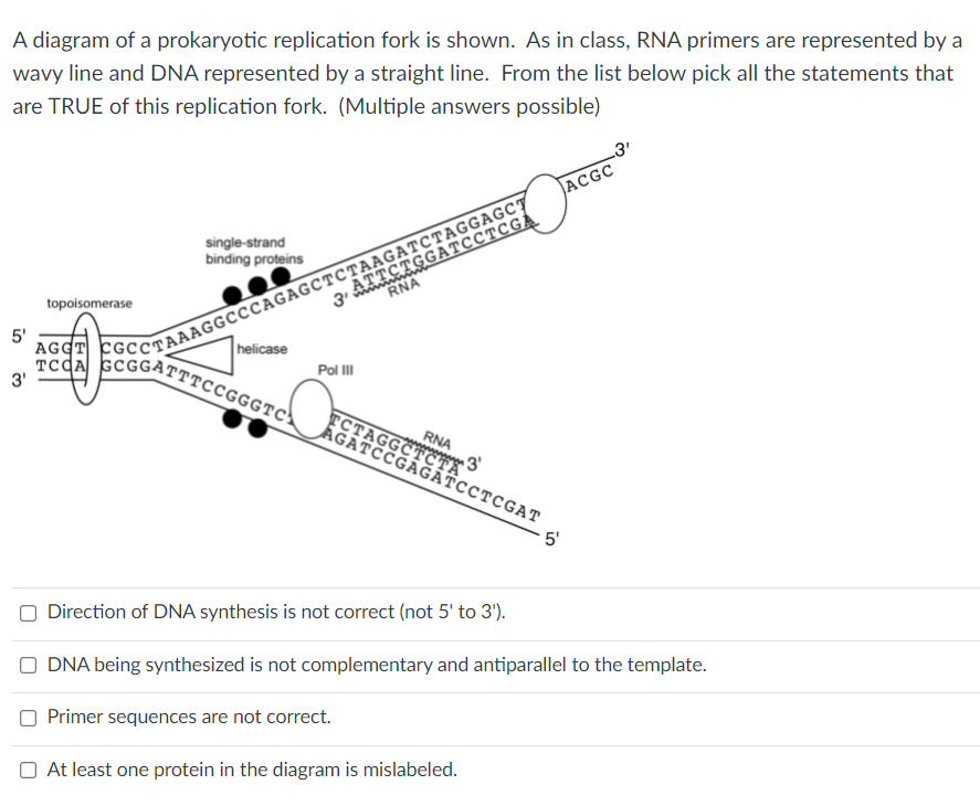 Replication Fork Diagram