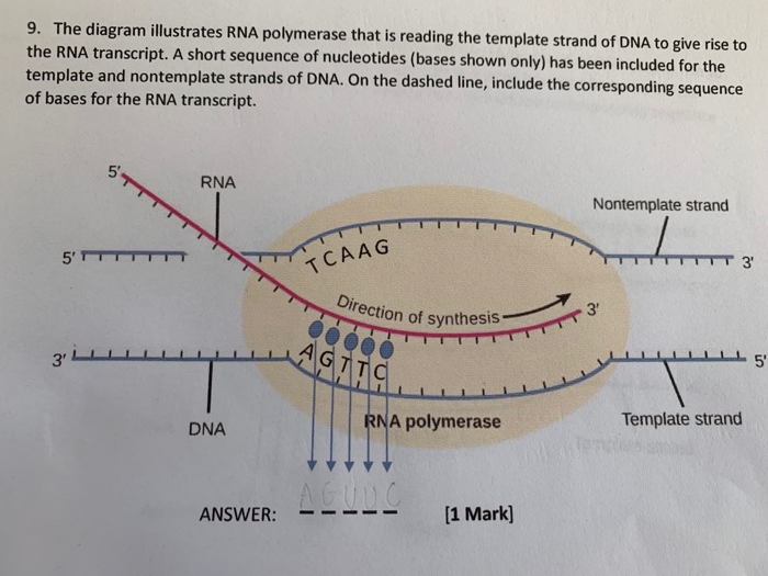 Rna Polymerase Diagram
