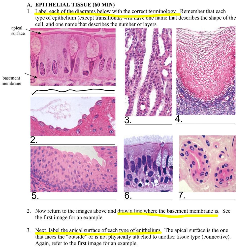 Epithelial Tissue Labeled Diagram