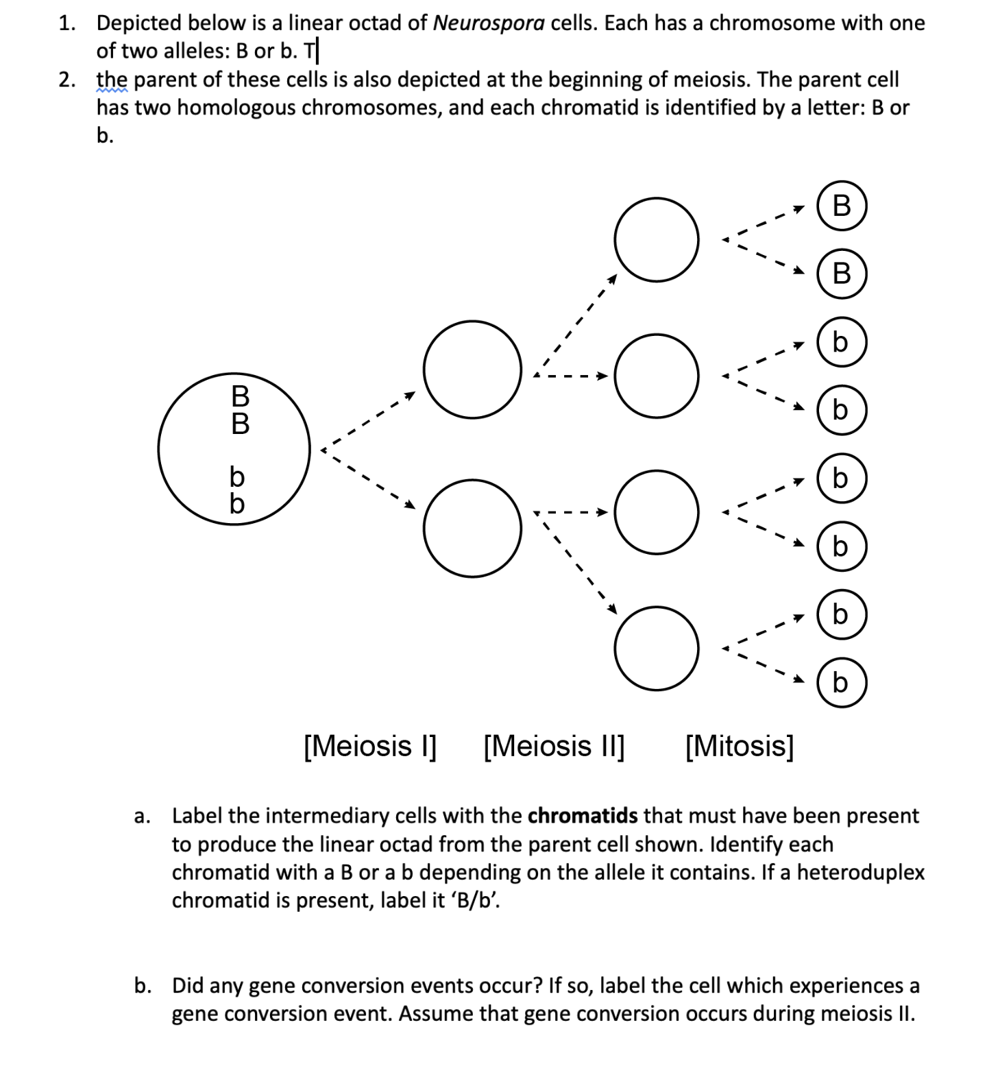 Solved Depicted below is a linear octad of Neurospora cells. | Chegg.com