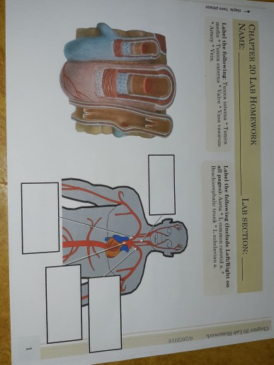 Solved CHAPTER 20 LAB HOMEWORK NAME: LAB SECTION: Chapter 20 | Chegg.com