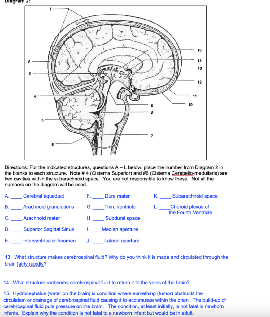 Solved Directions: For the indicated structures, questions | Chegg.com
