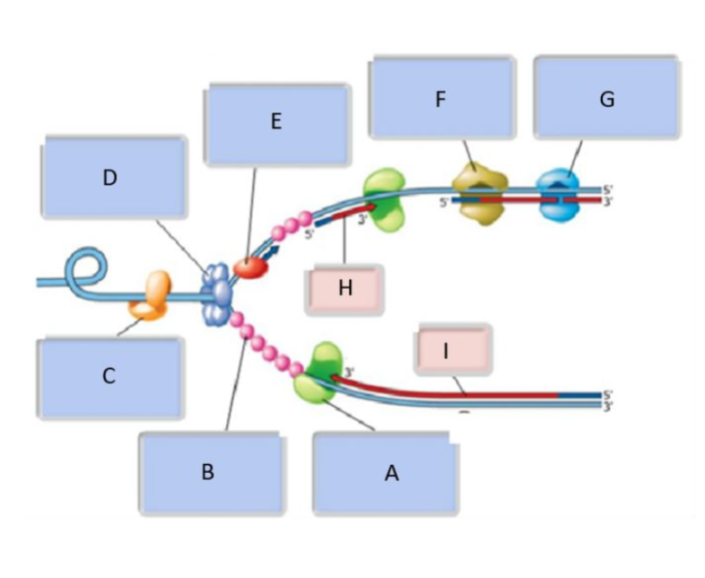 Solved Draw an arrow in the direction of replication and | Chegg.com