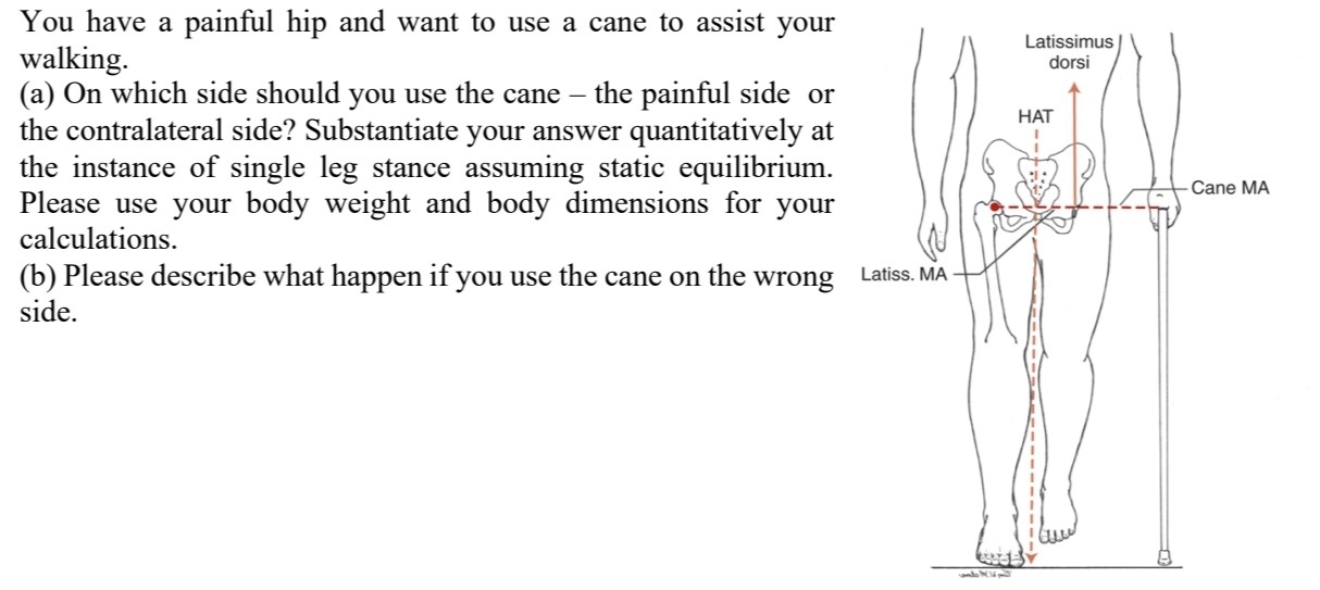 Solved You have a painful hip and want to use a cane to | Chegg.com