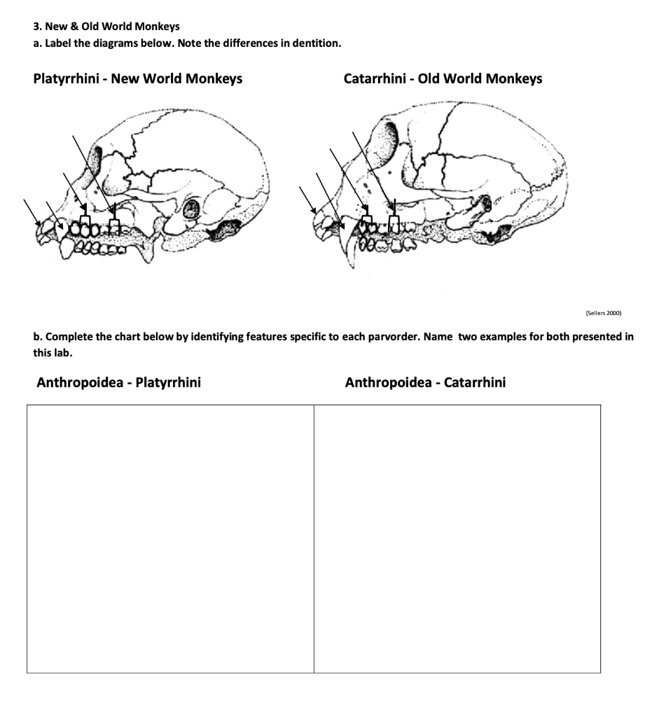Solved 3. New & Old World Monkeys a. Label the diagrams | Chegg.com